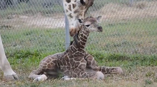 Animals Standing Up For The First Time, Sooo Cute!!
